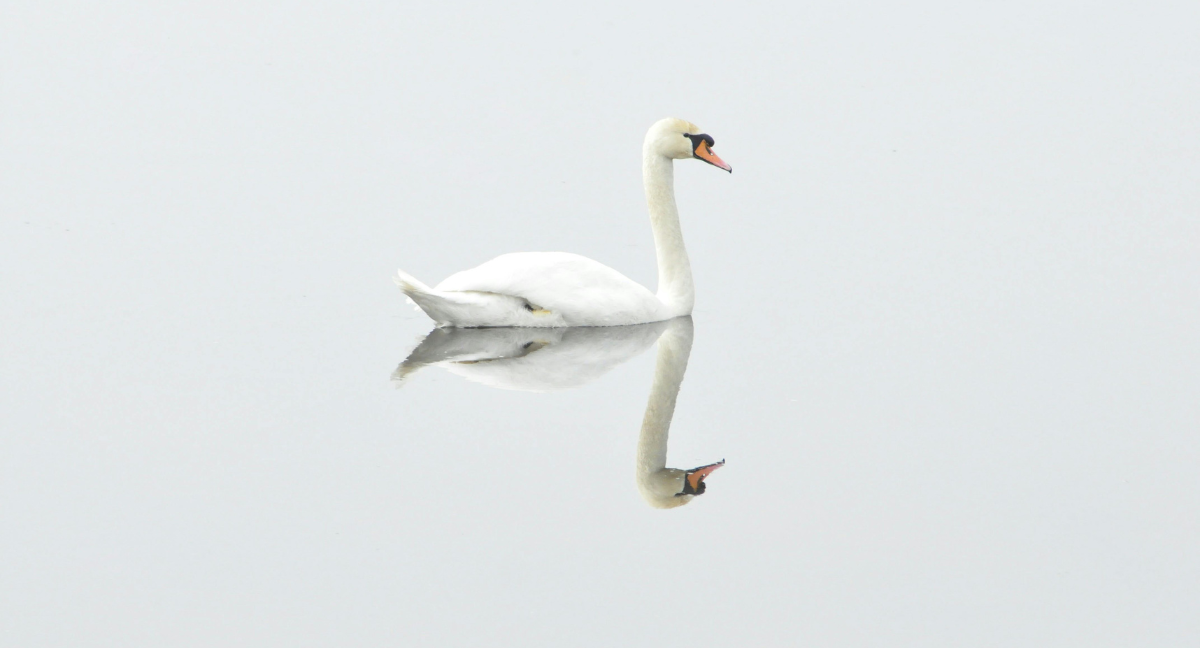 The Lost Swan - Gordon Review